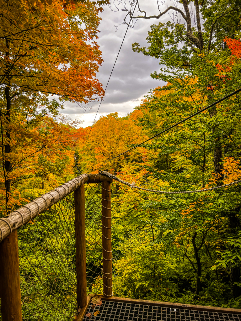 Zipline Canopy Tour: 7 High-Flying Ziplines, 1 Epic Adventure